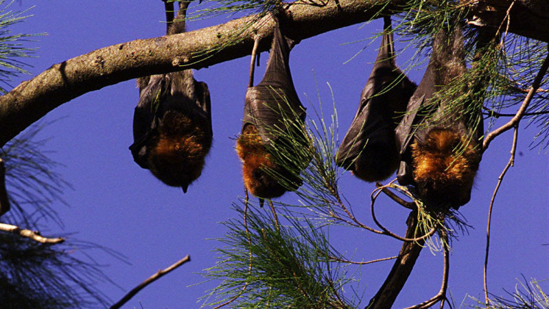 The untold story of how Melbourne's great bat war was won