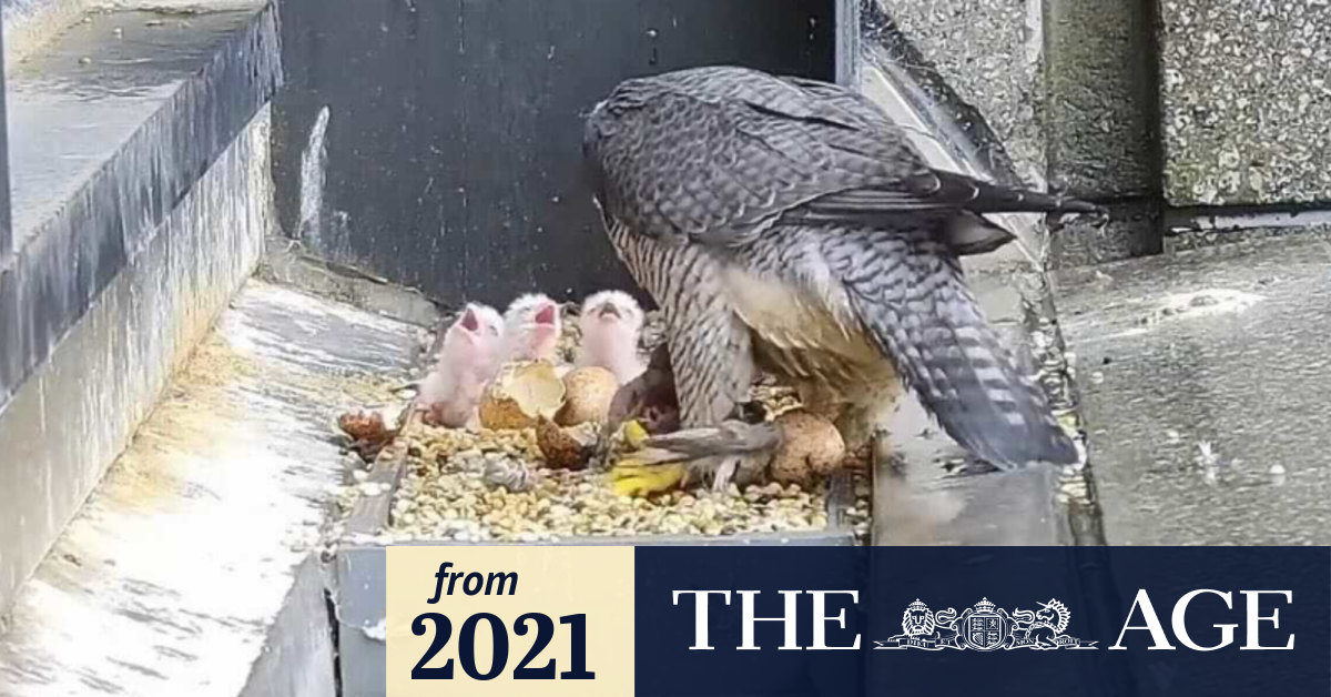 Live cameras capture arrival of peregrine falcon chicks on top of CBD ...