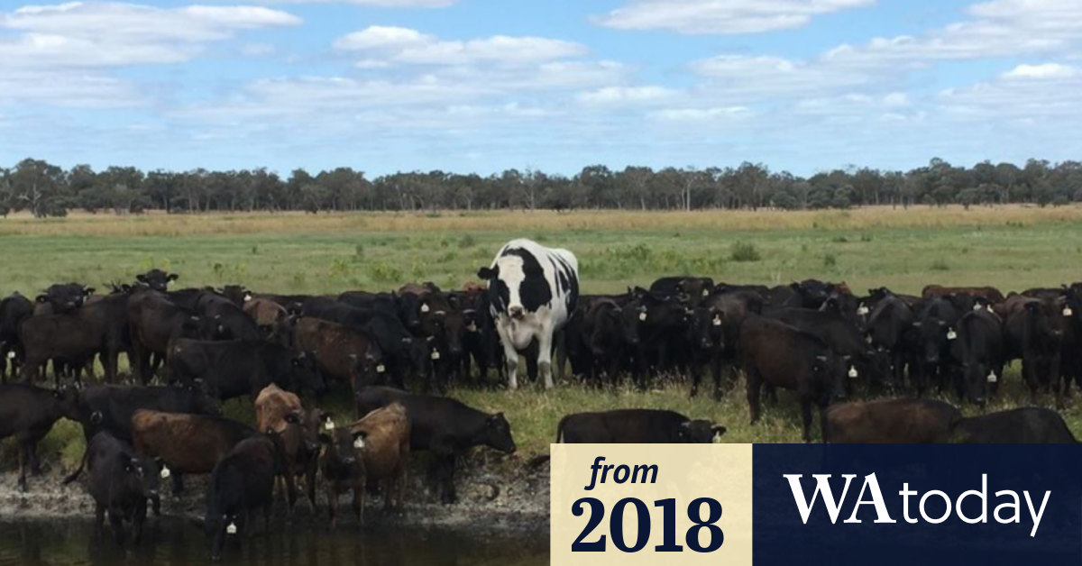 Meet Knickers, the giant Australian 'cow'