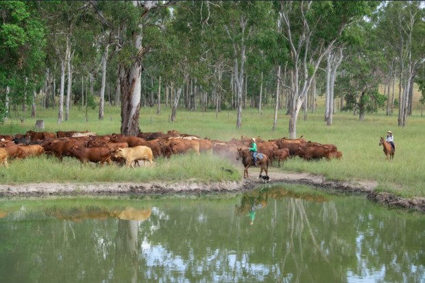 Record beef prices: Farmers snap up $23m of cattle properties at ...