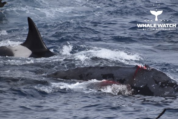 sperm whale attack orca