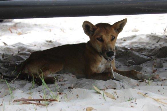Dingo found with fish hook in lip sparks reminder for Fraser Island ...