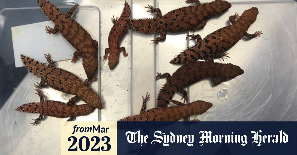 Smuggled reptiles hidden in second-hand computers, Ugg boots and vitamins