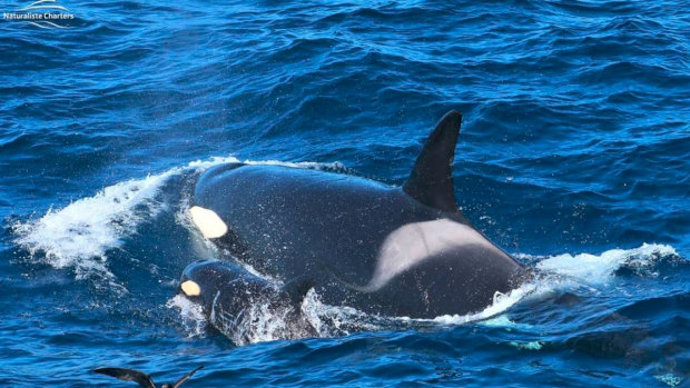 Battle at sea: Whale watchers capture blue whale's fight to the death ...