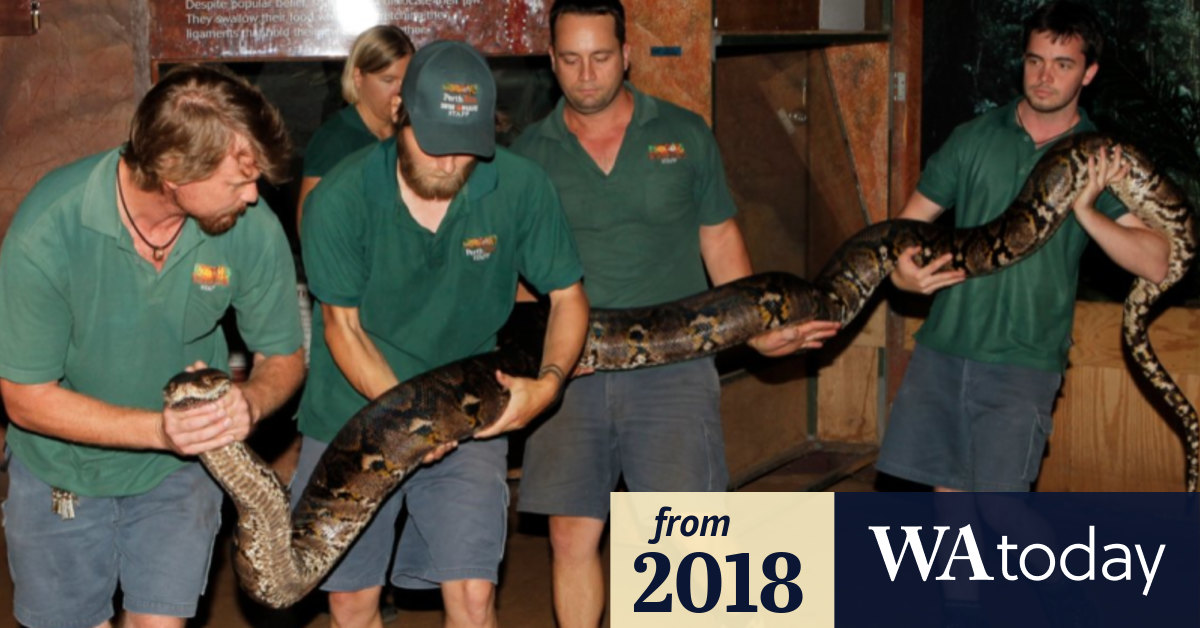 Perth Zoo bids farewell to resident reticulated python Cuddles