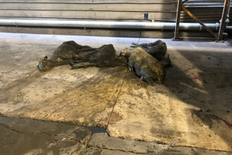 Dying sheep, cattle unable to stand: Vets identify cruelty in meat industry