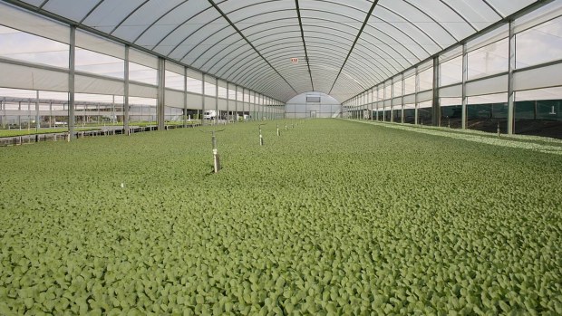 Rest Super-backed Cibus Capital to push into regenerative farming and ...