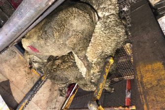 Dying sheep, cattle unable to stand: Vets identify cruelty in meat industry