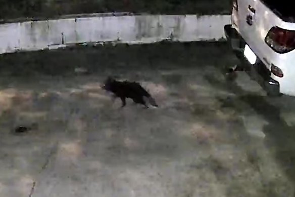 Mary the Tasmanian devil: Gold Coast wildlife park confirms missing ...