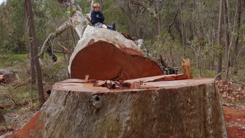 Mystery vandal chops down massive 400-year-old king jarrah tree in Gelorup