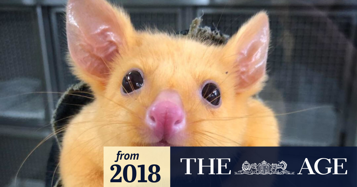 Cutest mutation gives Pikachu the possum gold pass to a safer life