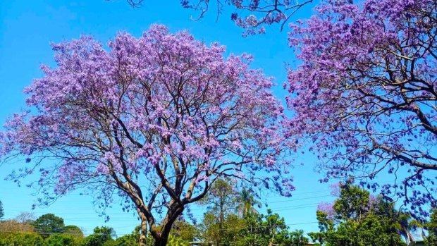Brisbane jacarandas: Our relationship with them runs deeper than what ...