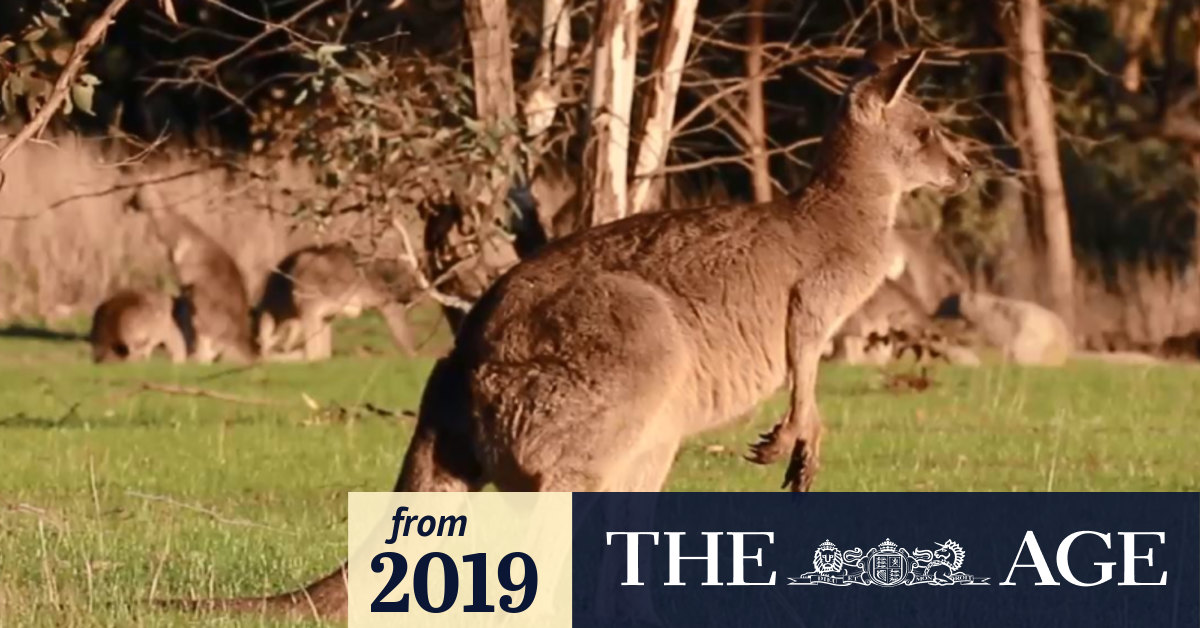 Kangaroo cruelty: Three kangaroos shot with arrows in acts of animal ...