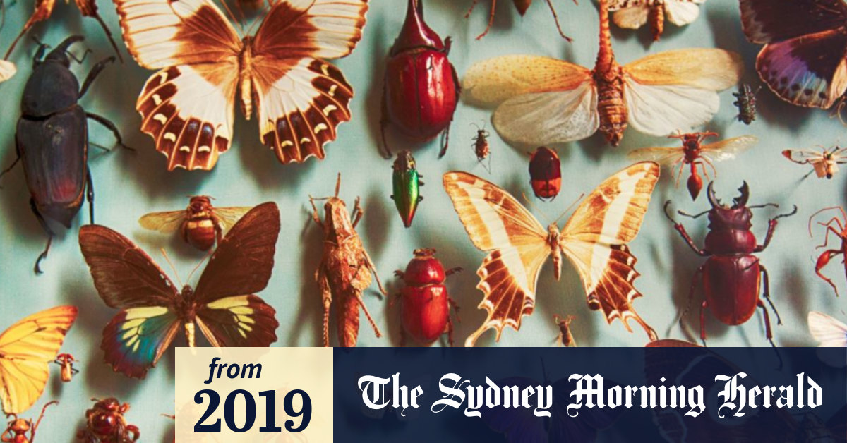 Why are insects dying in such numbers?