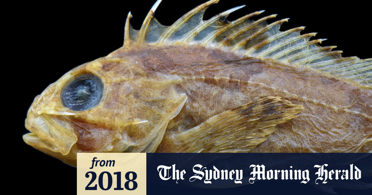 Researchers discover 'switchblade' lurking in faces of stonefish