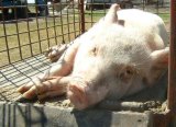1000 pigs dead due to gas mining pollution, says submission to Senate ...