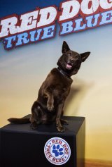 A new canine star takes the stage on the set of Red Dog: True Blue