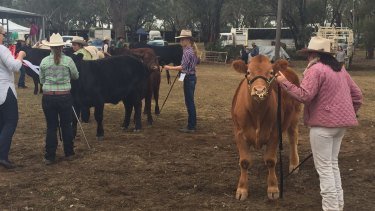 Everything up for judgment at the show in Texas, Queensland