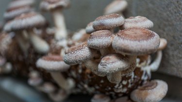 Customs House cellar home to some delicious fungi