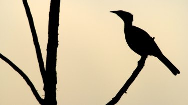 From Manus to London: how two strangers made a landmark movie together