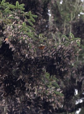 Monarch butterfly count expected to rebound in Mexico