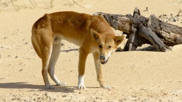 Discovery of oldest dingo good news for breeding