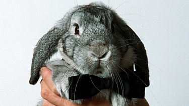 Deadly European Calicivirus killing pet rabbits in the ACT, RSPCA warns