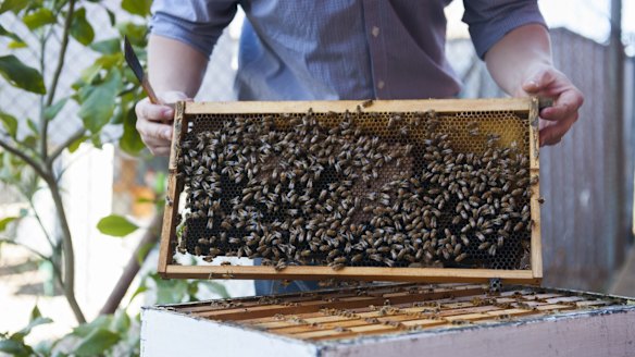 Dynamic bee-keeper Sam Malfroy is making a buzz in Canberra