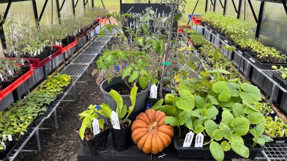 Mushrooms Anonymous open Force of Nature seedling store in Romsey
