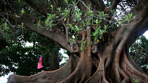 Response to Botanic Garden master plan quite contrary