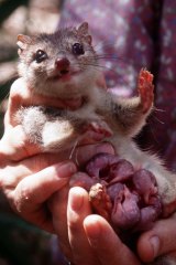 Endangered quolls found on remote WA island