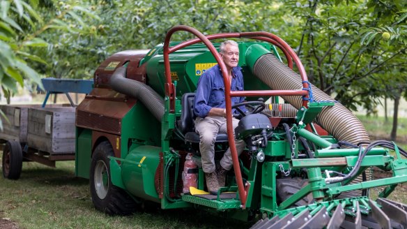 How to make the most of Victorian chestnuts during their super short season