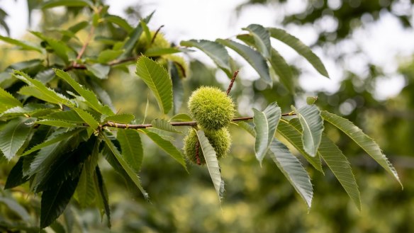 How to make the most of Victorian chestnuts during their super short season