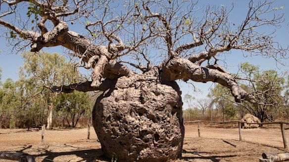 Boab trees in Western Australia: The mystery behind the oldest living ...