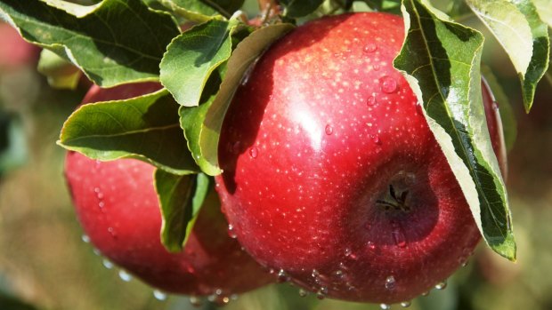 Rippon Lea's rare apple sale