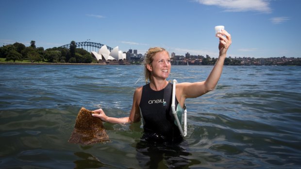 Specially designed flowerpots installed on Sydney Harbour seawalls