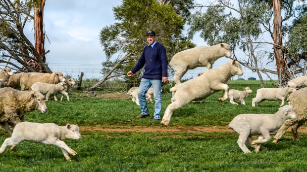 Tails wagging, exports booming, revenue rising; the story of Australian ...