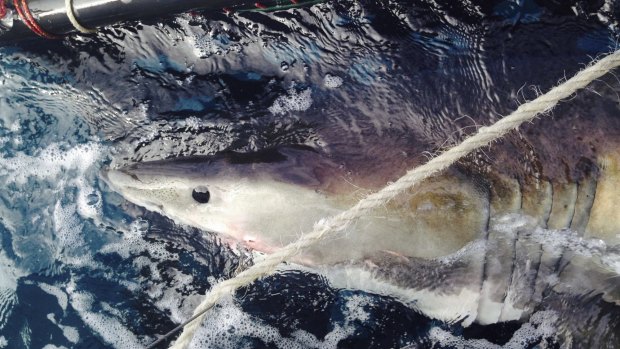 'Smart' drumlines for sharks in NSW: expert raises questions