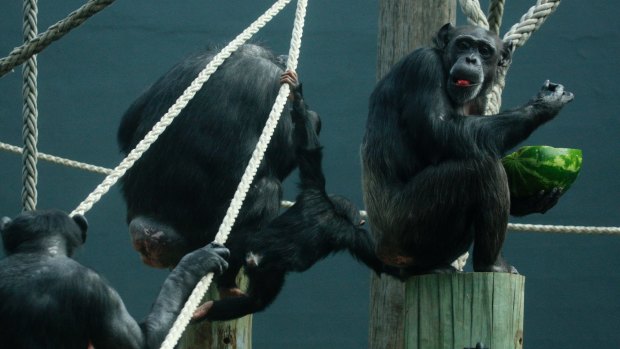 Chimpanzees recognise rear ends like people recognise faces ... Chimpanzees recognise rear ends like people recognise faces ...