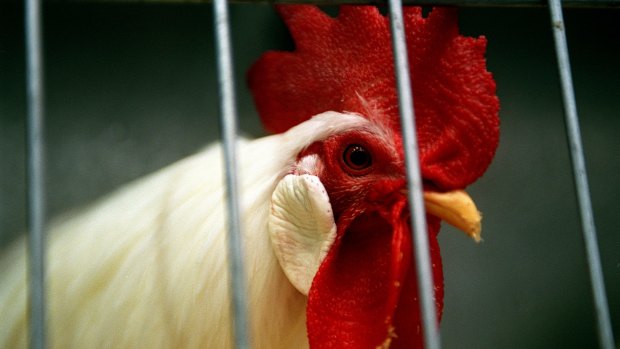 Chicken beheaded at Melbourne school as part of 'muck-up day' prank