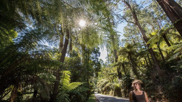 As Victoria weighs forestry's future, report says national park could ...