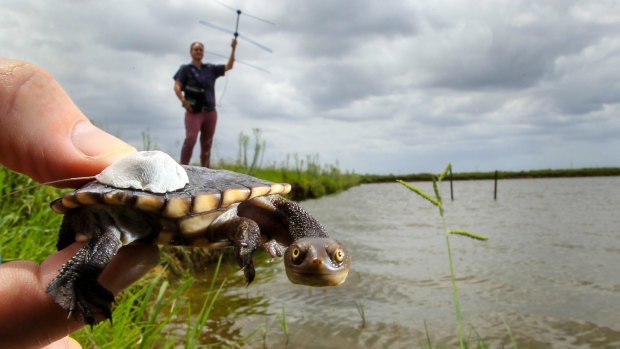 A cautious smile as native turtles given a helping hand