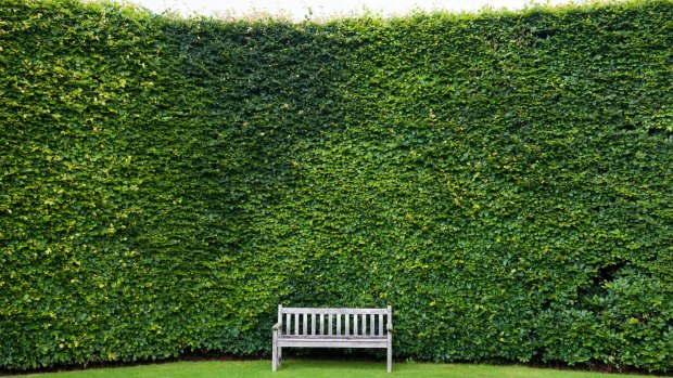 Outdoors: great hedges for ensuring privacy in limited space