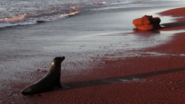 Four new cruise ships to launch: Fabulous foursome arrives