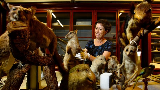 19th century taxidermy exhibition at University of Sydney's Macleay Museum