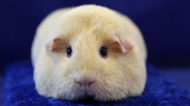 Guinea pigs can be an autistic child's best friend