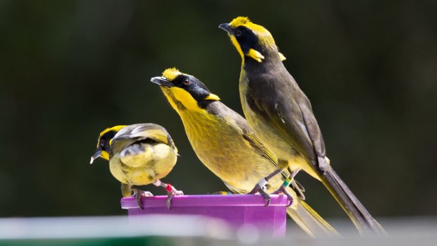 A quiet boom for Victoria's bird emblem, the Helmeted Honeyeater, but ...