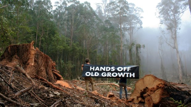 Police get a lift as they try to remove high-rise logging protesters