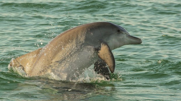 Hamas has captured an Israeli spy dolphin, according to reports