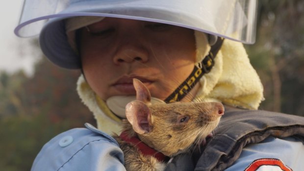 Saved by a rat: Rodents the new heroes in land mine clearing